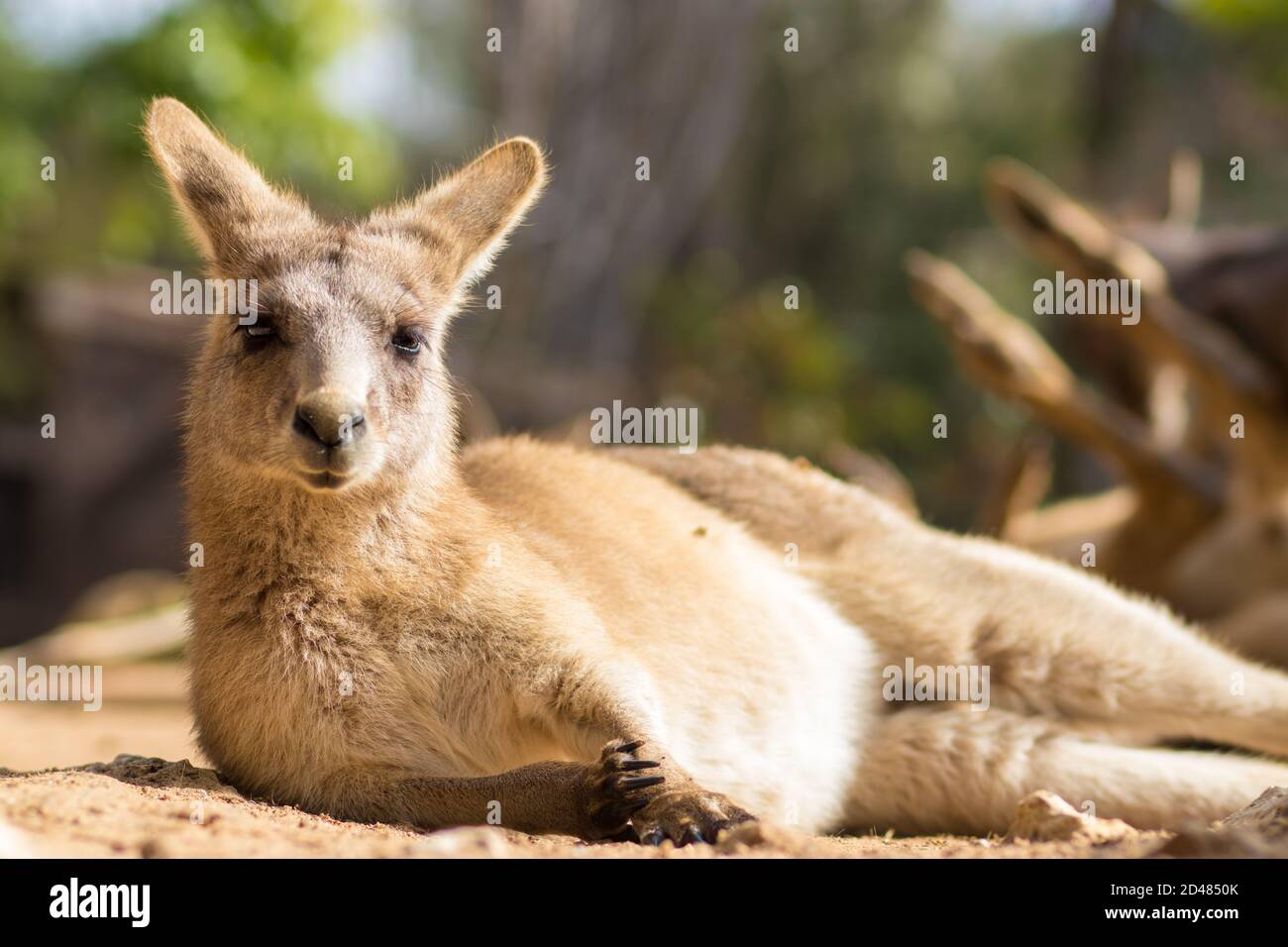Bible jerusalem biblical zoo hi-res stock photography and images - Alamy