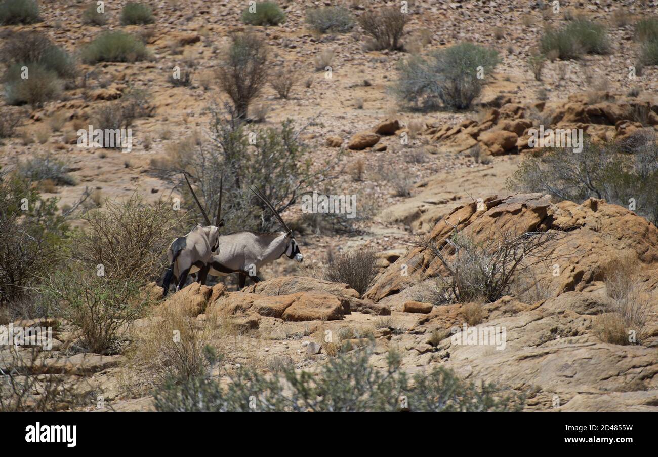 Couple of long-horned Gemsbok animals in the African savannah Stock ...