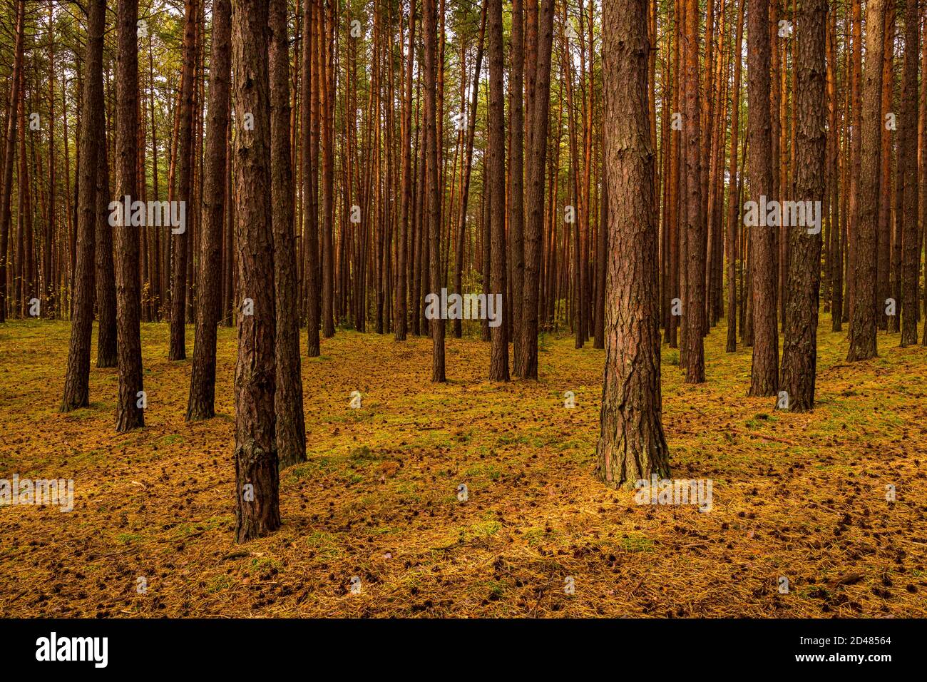 Autumn forest with pine trees standing in rows Stock Photo - Alamy