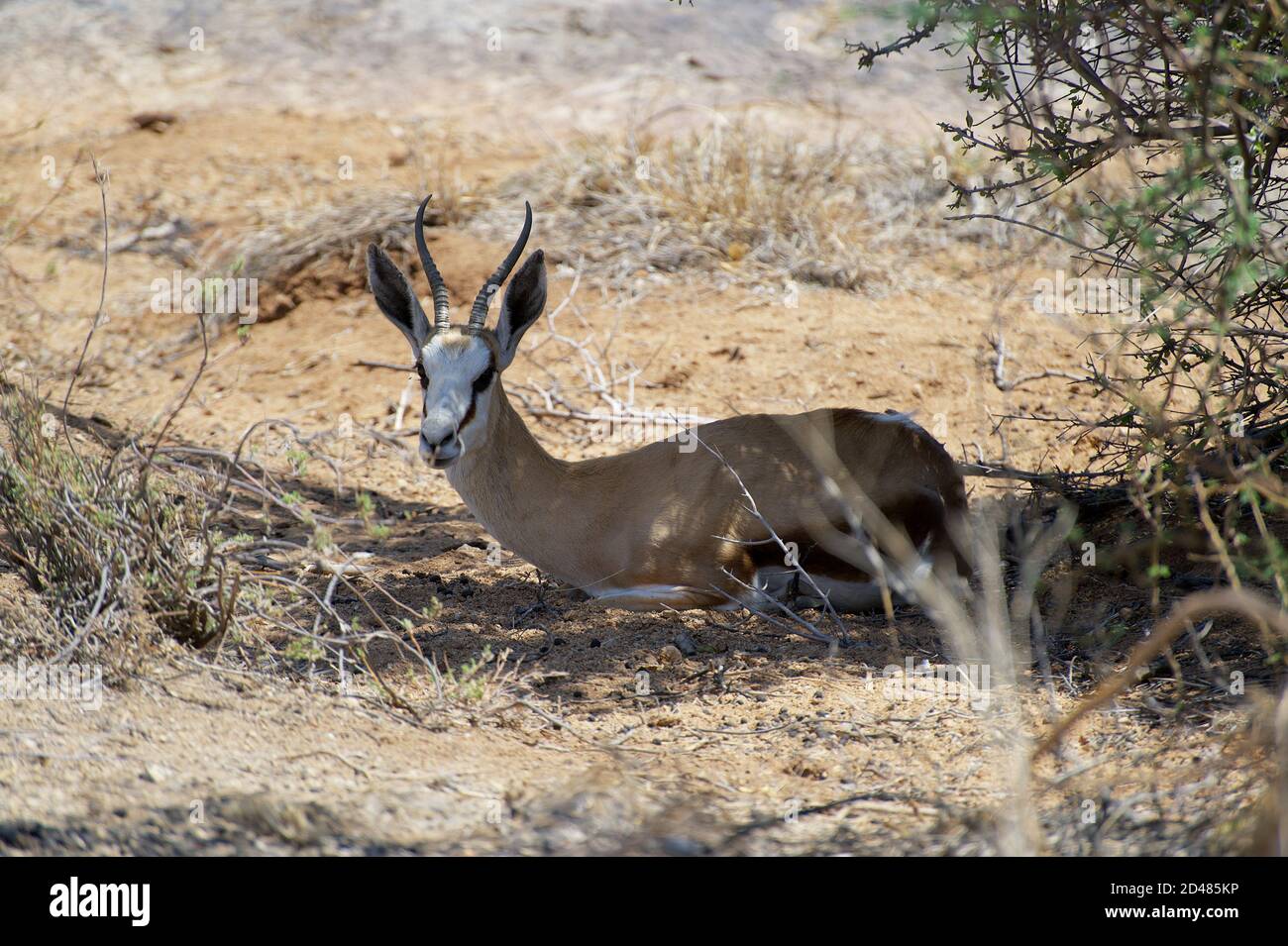 Laying antelope in the African savannah under a tree shadow Stock Photo ...