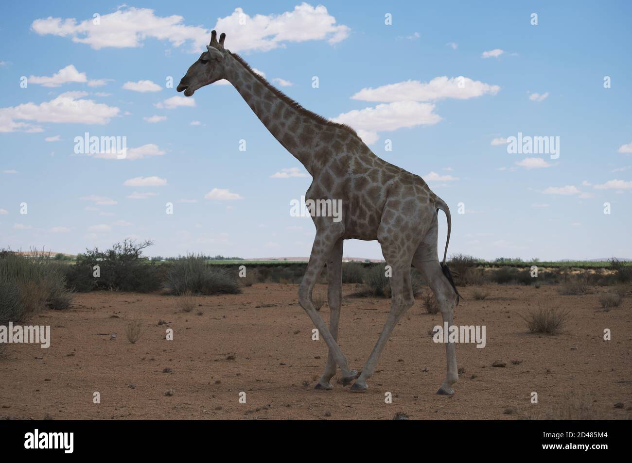 Closeup portrait of a long-necked giraffe in a South African savannah ...
