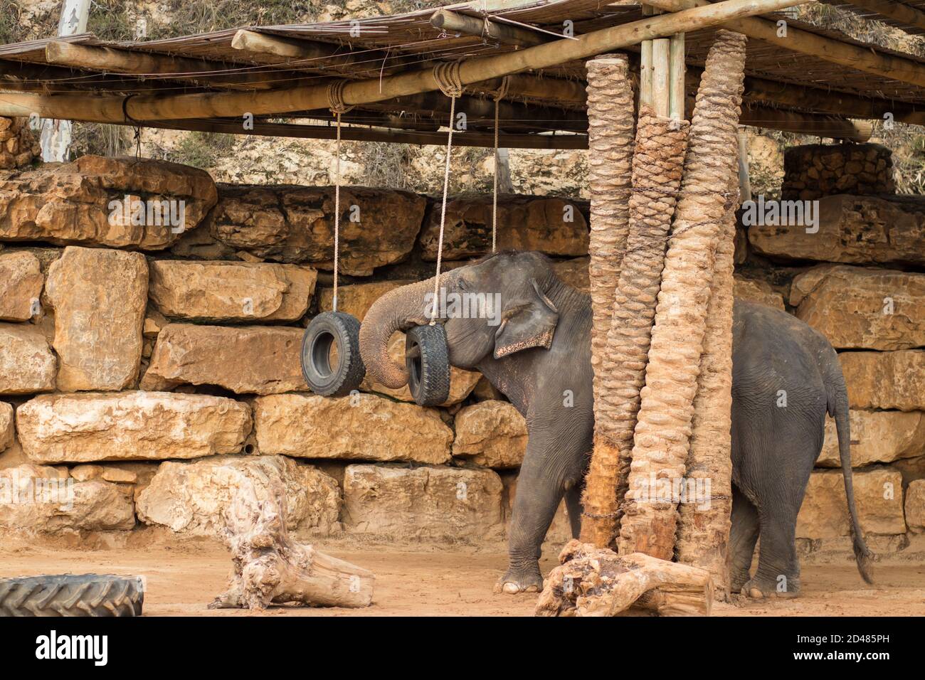 An Asian elephant plays with a wheel tied to a rope, Israel Stock Photo ...