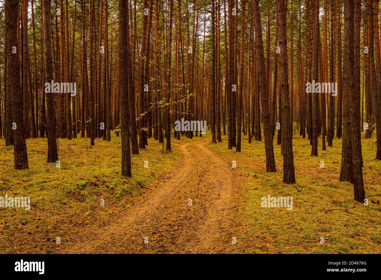 Autumn forest with pine trees standing in rows Stock Photo - Alamy