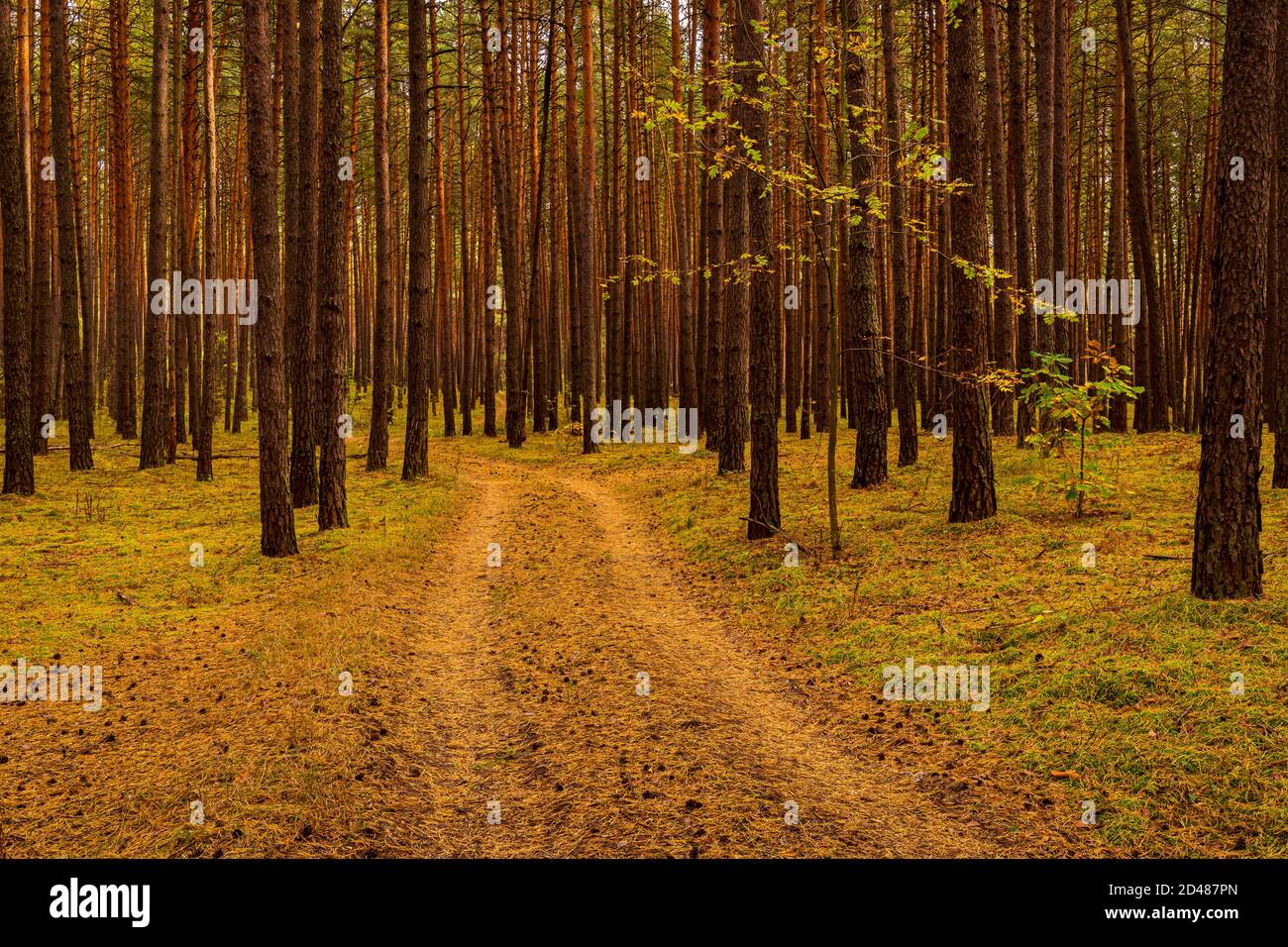 Autumn forest with pine trees standing in rows Stock Photo - Alamy