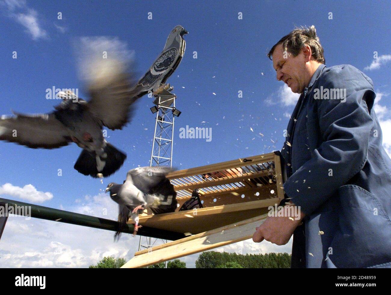 Pigeons flew hi-res stock photography and images - Alamy