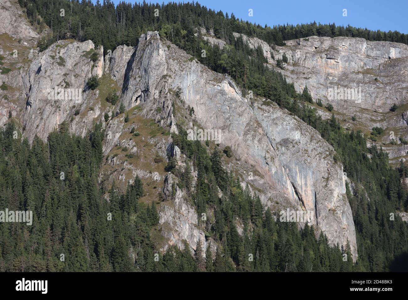 Carpathian Montain rock in Romania , Bicaz Chei, Pine forest Stock ...