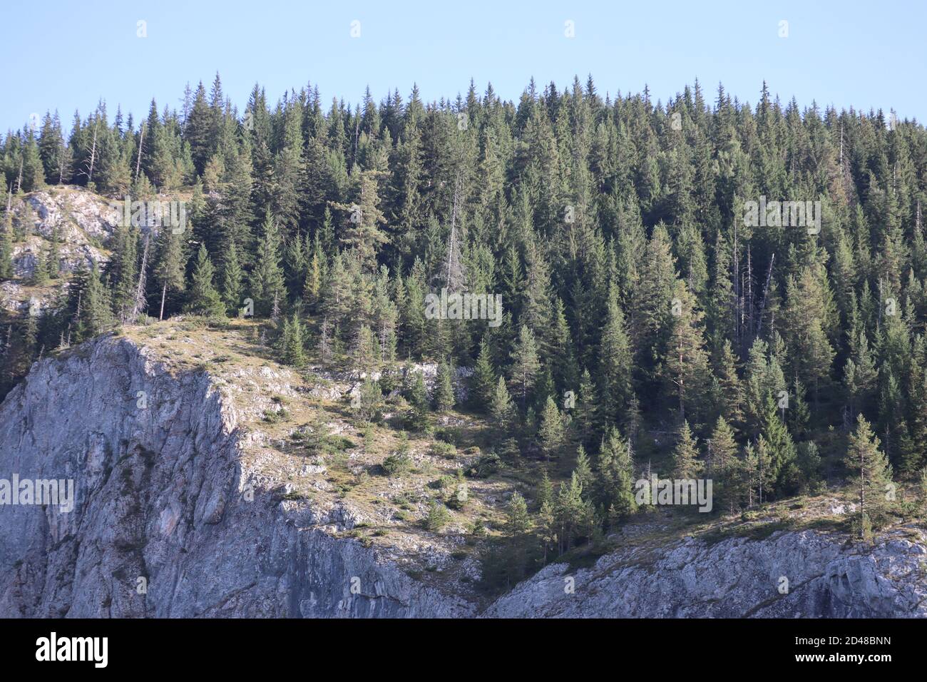 Nature pine forest landscape in Carpathins mountains, Romania Stock ...