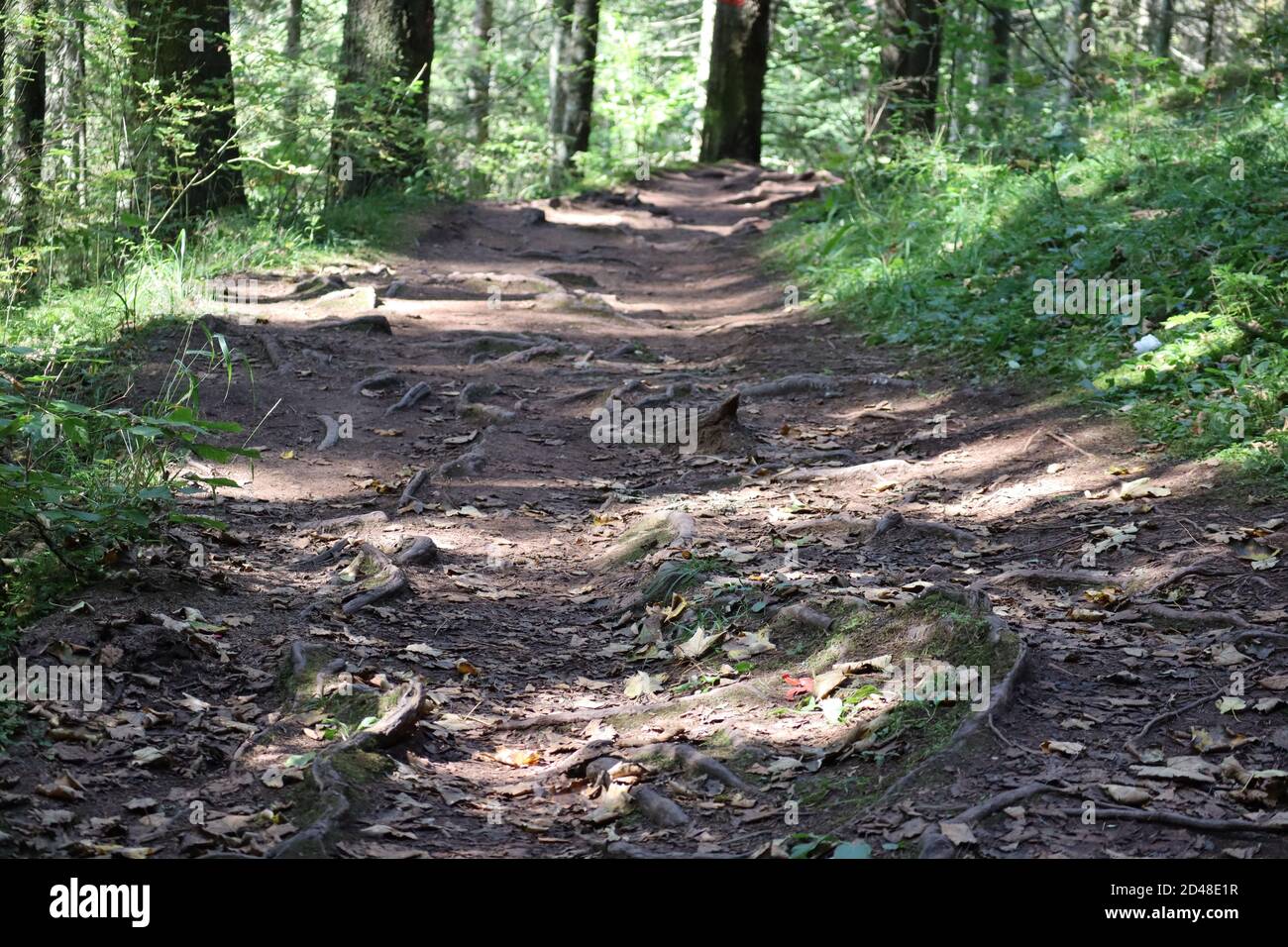 Path in the forest, tree roots view Stock Photo - Alamy