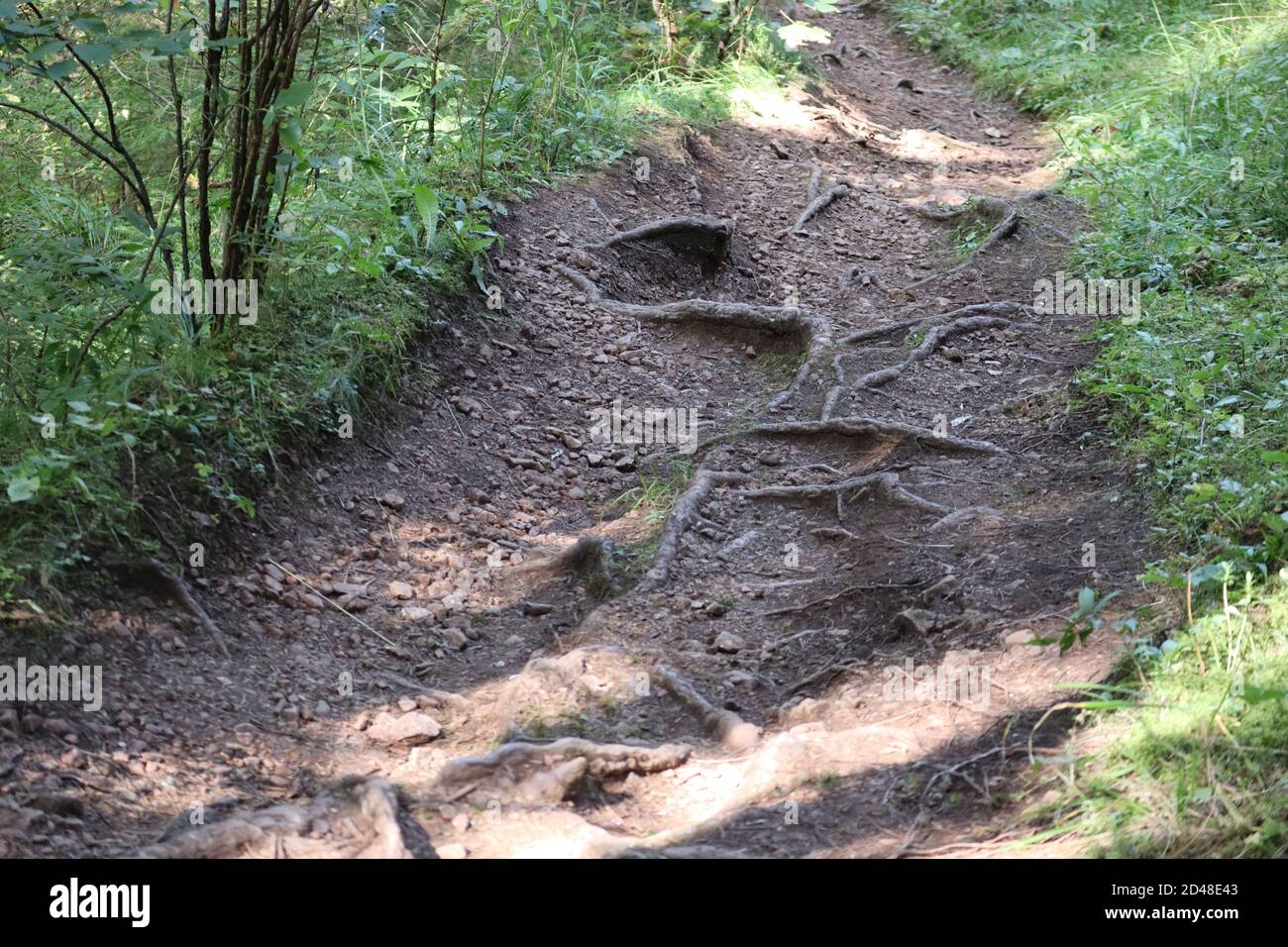 Path in the forest, tree roots view Stock Photo - Alamy