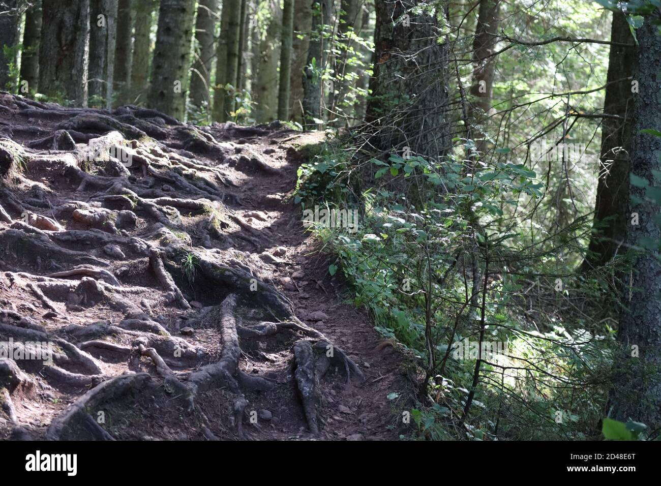 Path in the forest, tree roots view Stock Photo - Alamy