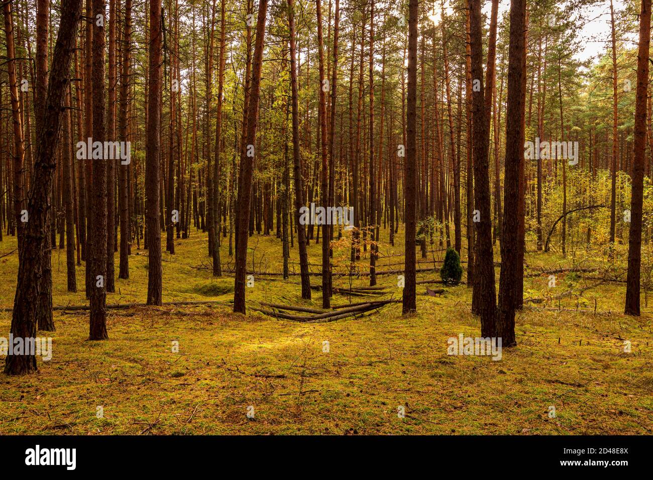 Autumn forest with pine trees standing in rows Stock Photo - Alamy