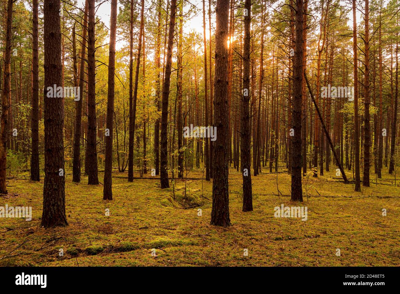 Autumn forest with pine trees standing in rows Stock Photo - Alamy