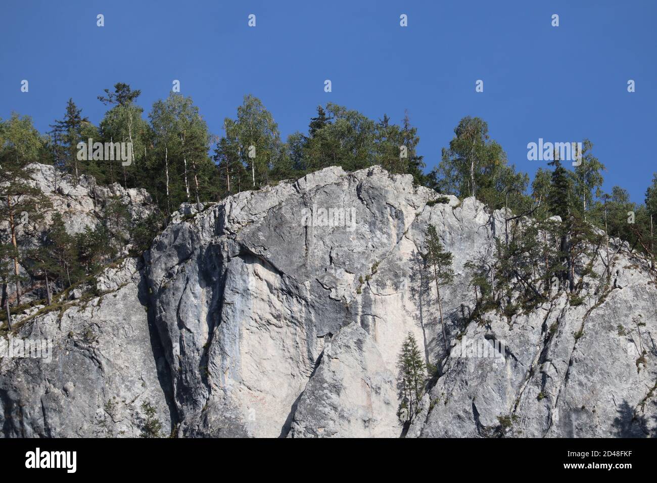 Carpathian Montain rock in Romania , Bicaz Chei, Pine forest Stock ...
