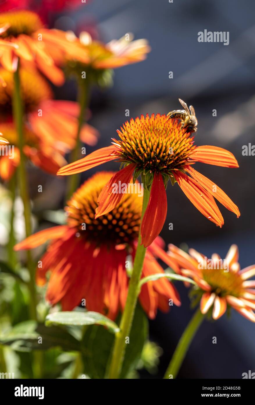 Flowers of Echinacea - an herb stimulating the immune system Stock ...