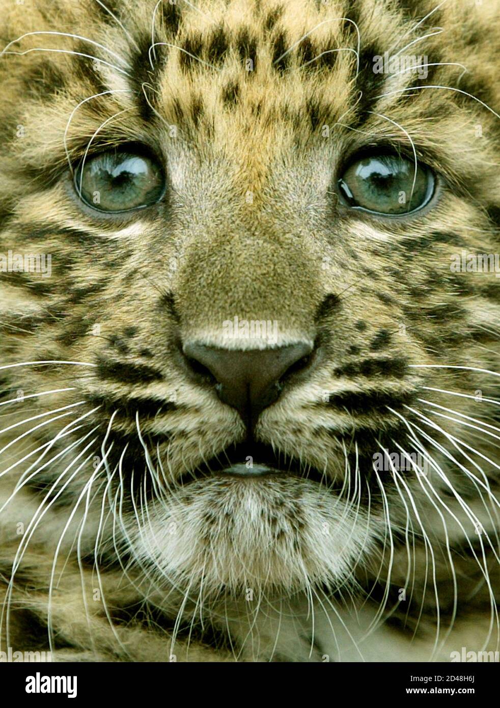 A northern chinese leopard hi-res stock photography and images - Alamy
