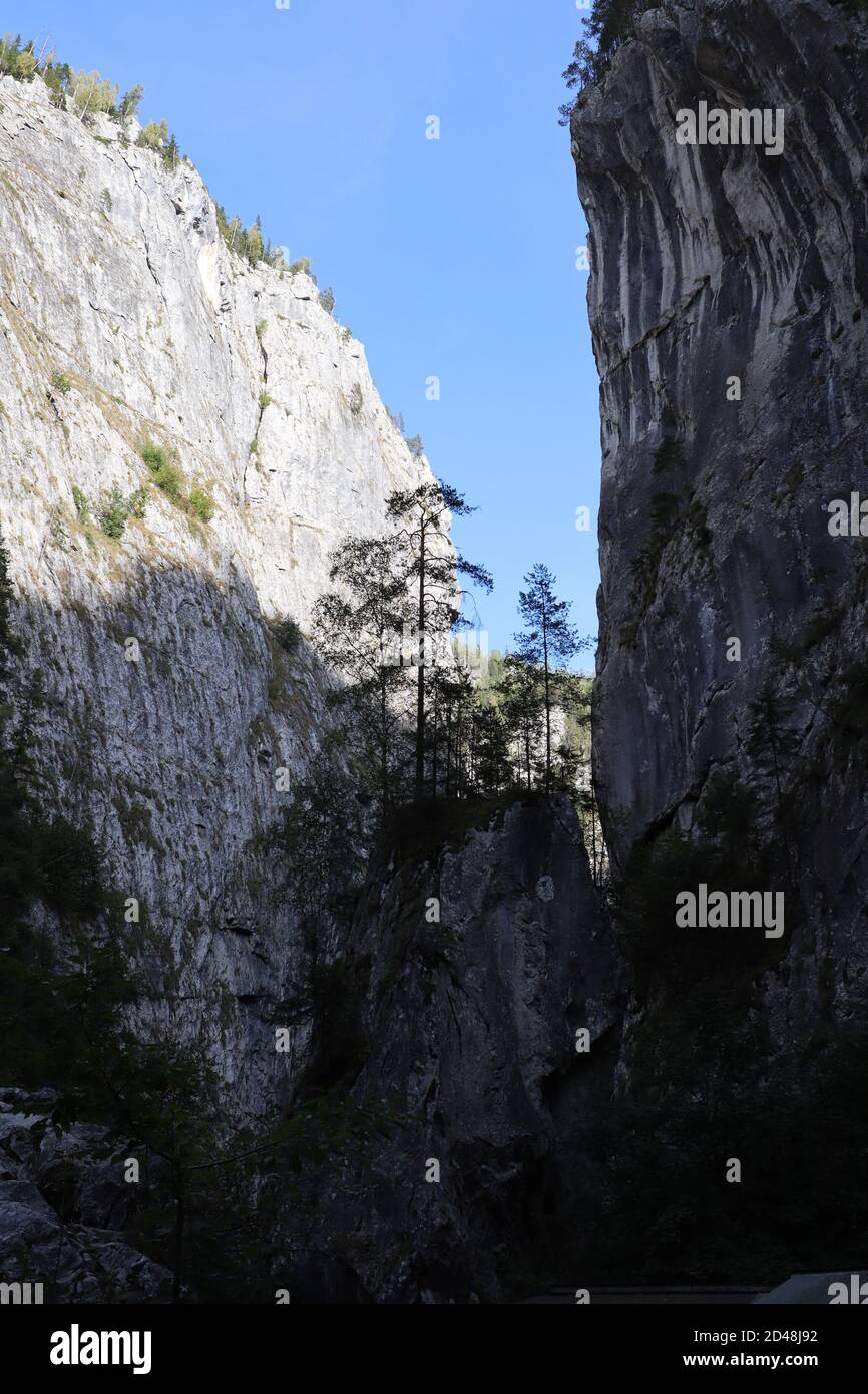 Carpathian Montain rock in Romania , Bicaz Chei, Pine forest Stock ...