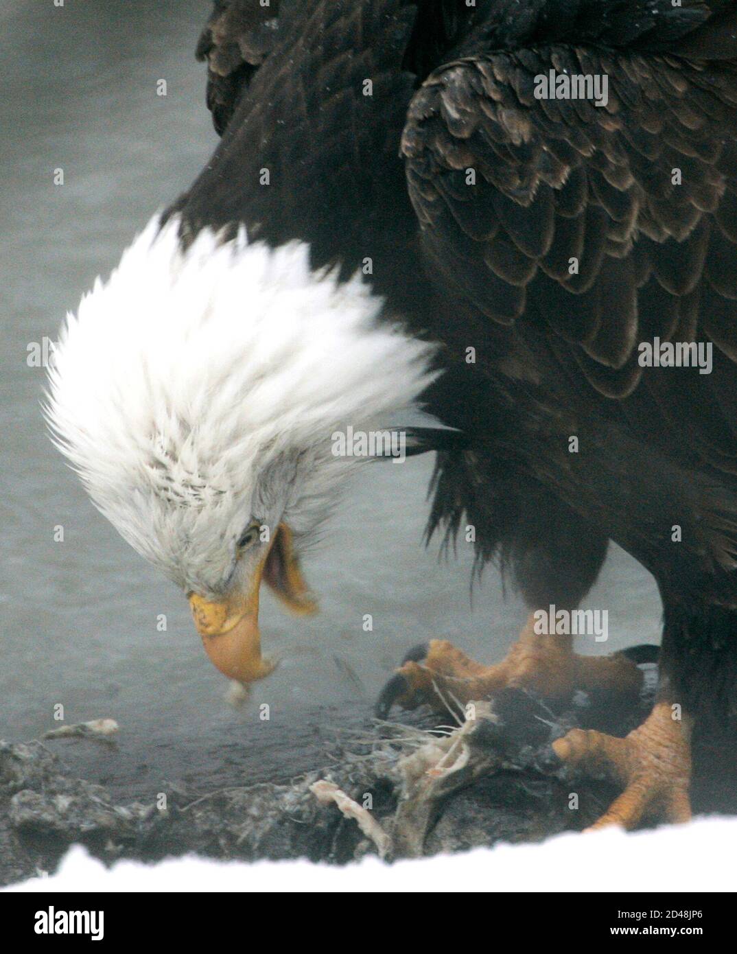 Brackendale eagle reserve hi-res stock photography and images - Alamy