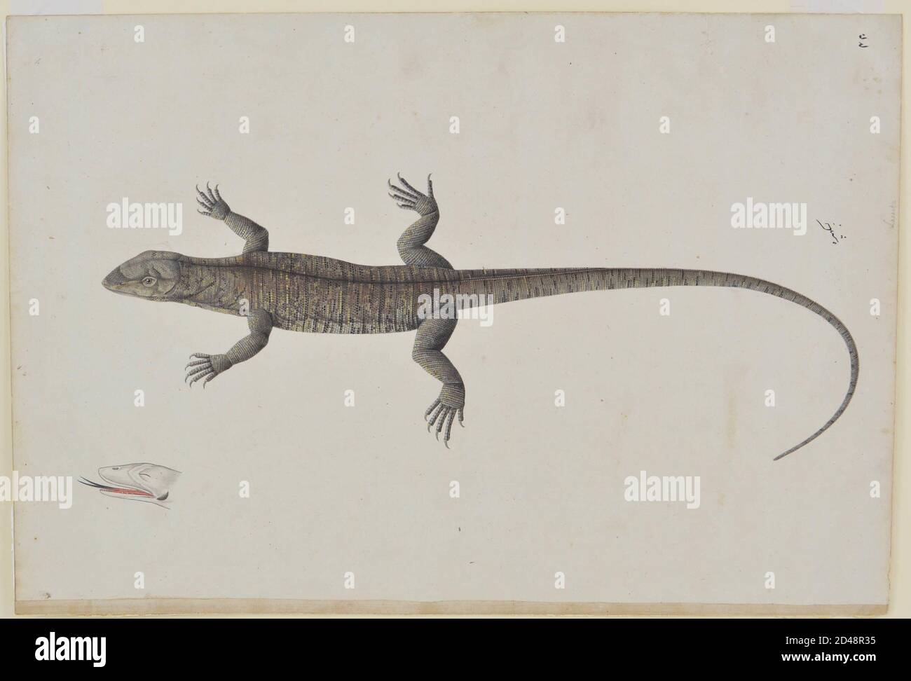 Indian bish khopra lizard hi-res stock photography and images - Alamy