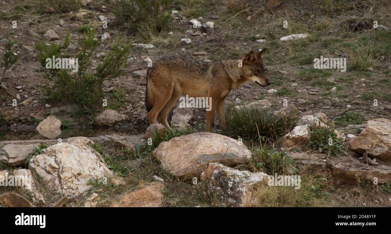 wolf in Spain Stock Photo - Alamy