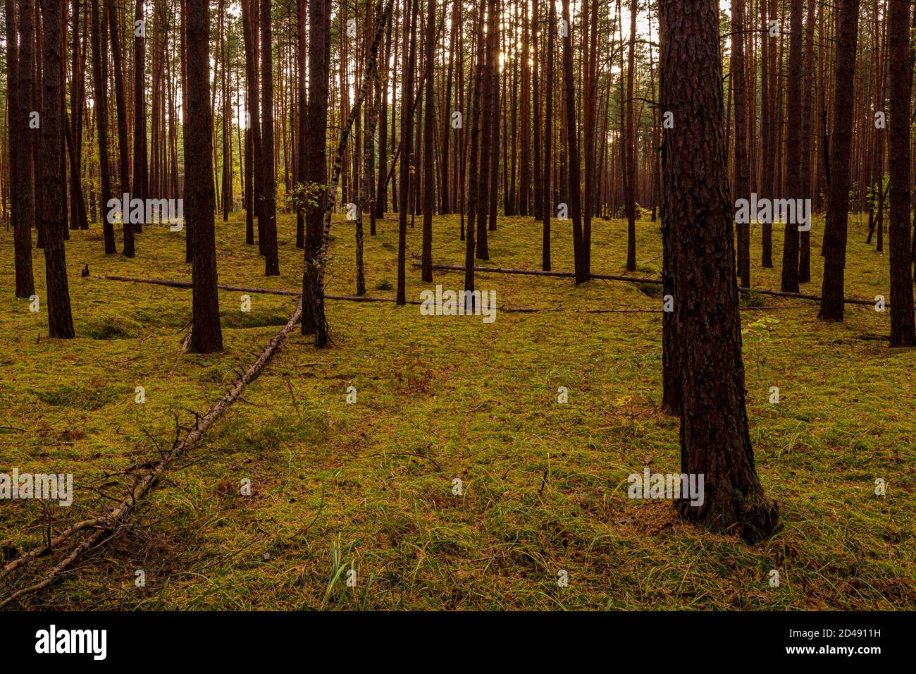 Autumn forest with pine trees standing in rows Stock Photo - Alamy