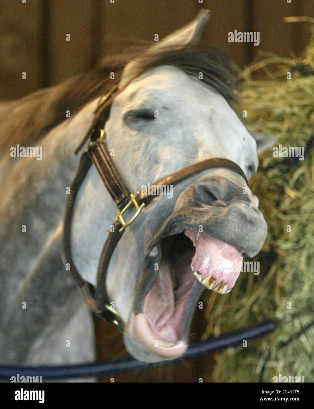 Tapit horse hi-res stock photography and images - Alamy