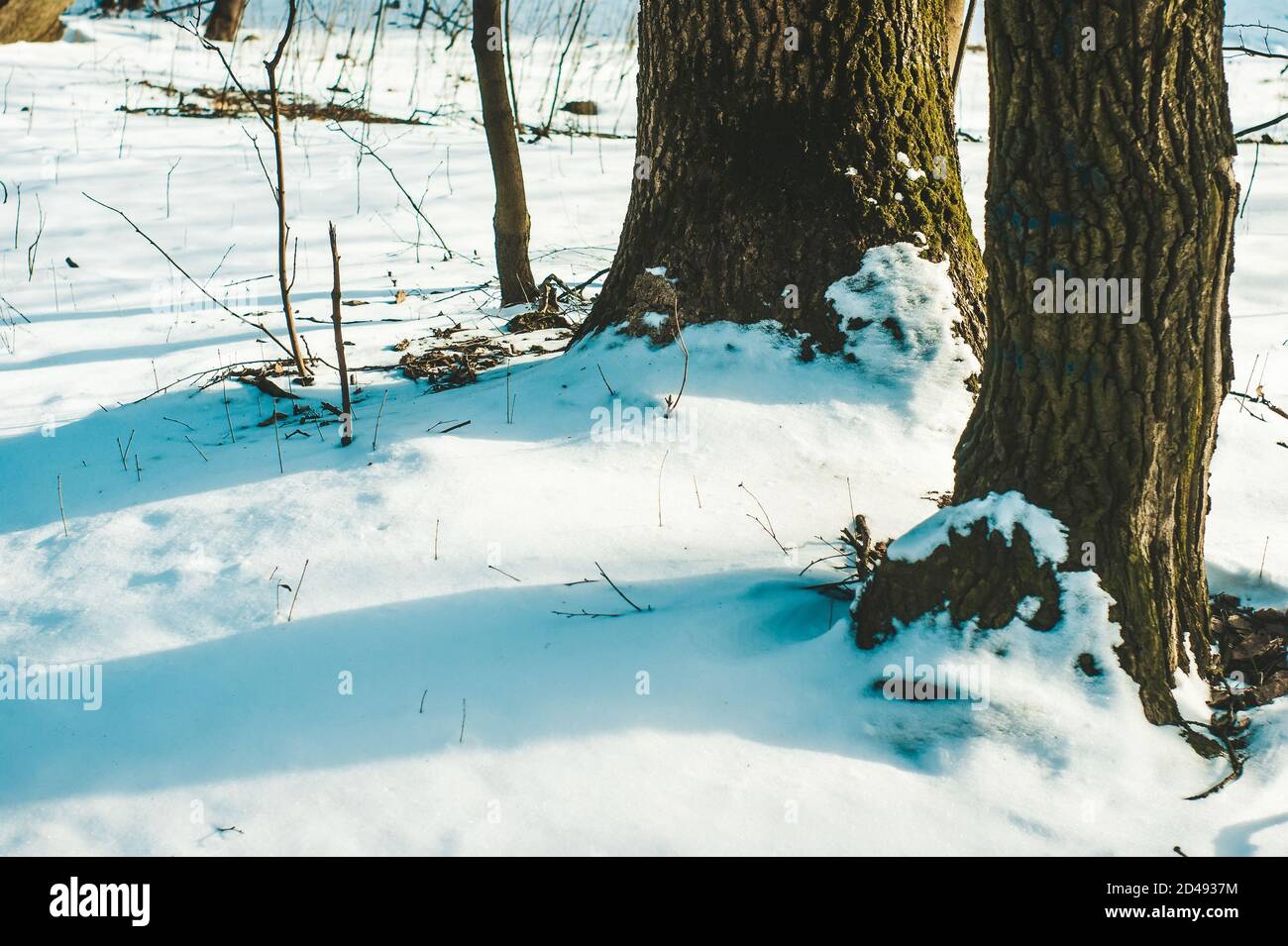 shadows from trees in the snow in the park Stock Photo - Alamy