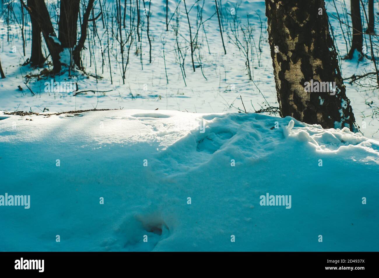 Shadows from trees hi-res stock photography and images - Alamy