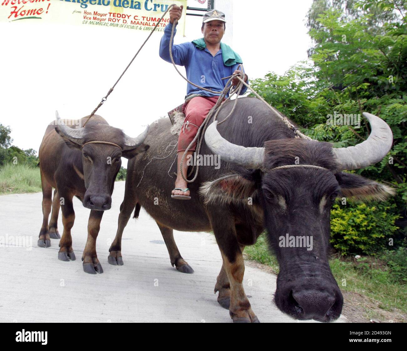 Philippine water buffalo hi-res stock photography and images - Alamy
