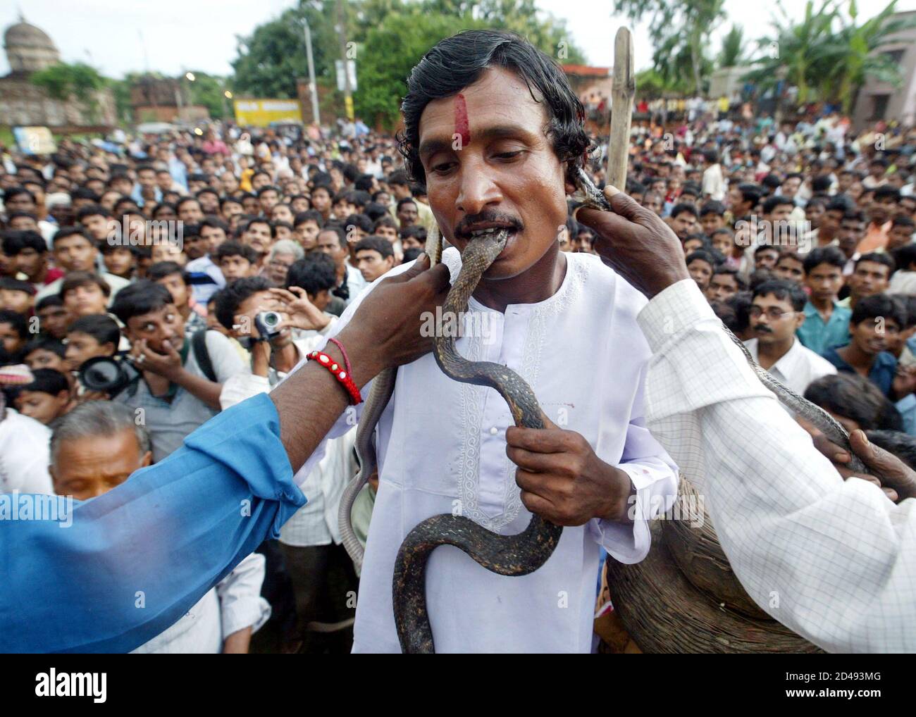 Snakes india city hi-res stock photography and images - Alamy