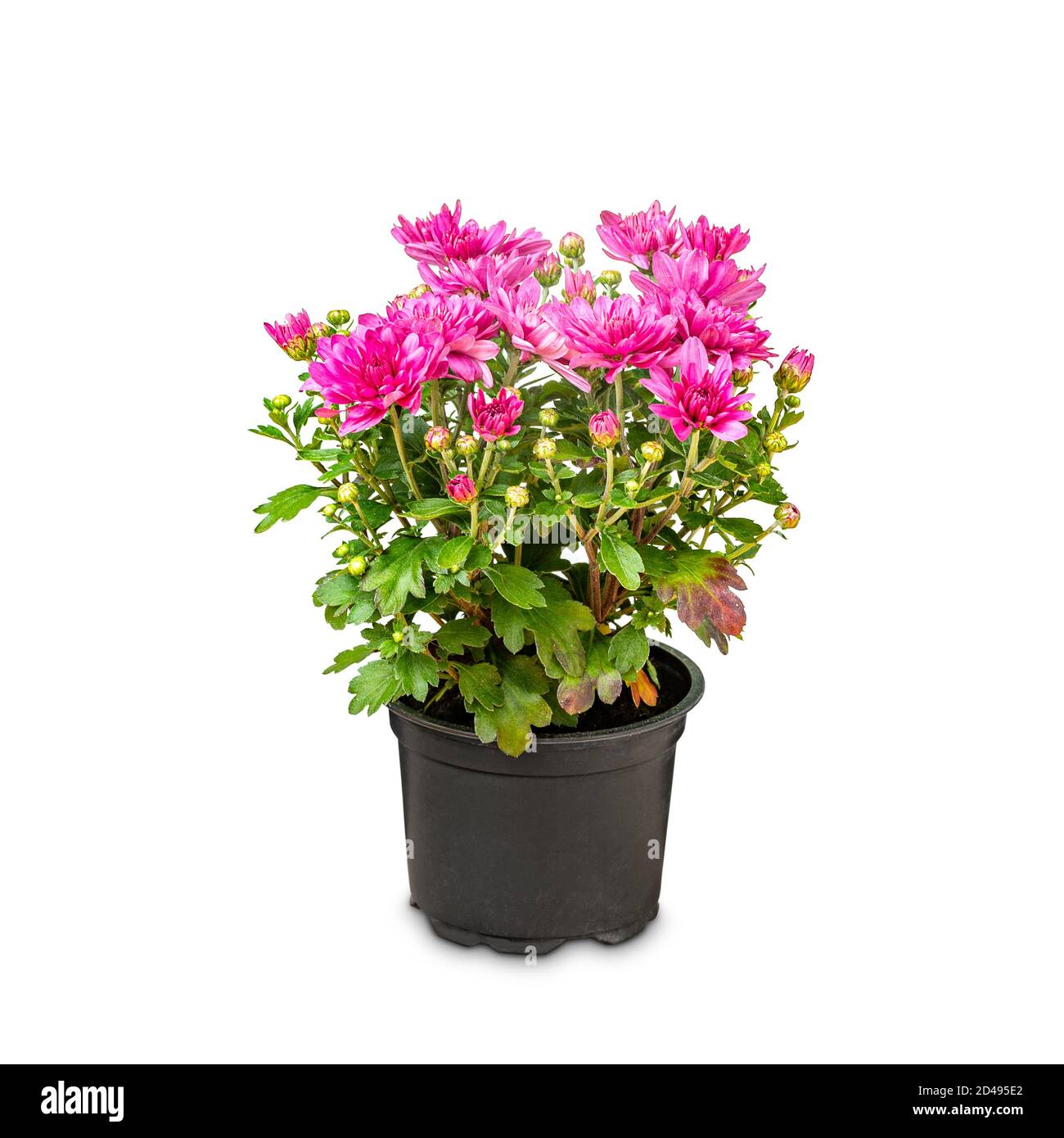 Chrysanthemum in a pot. A flower in a pot on white background Stock ...