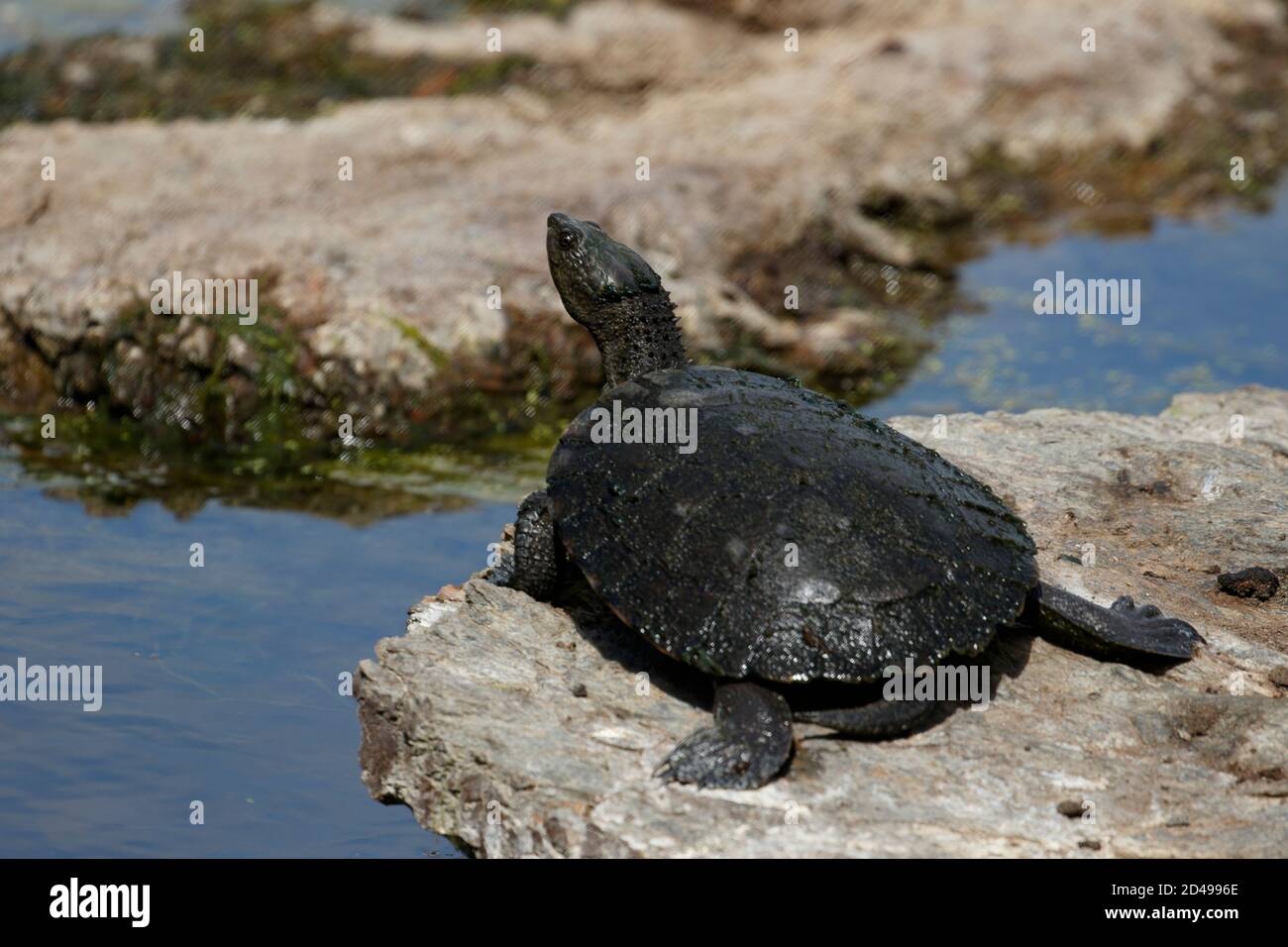 Saw-Shelled Turtle (Myuchelys latisternum) seen basking on a rock ...