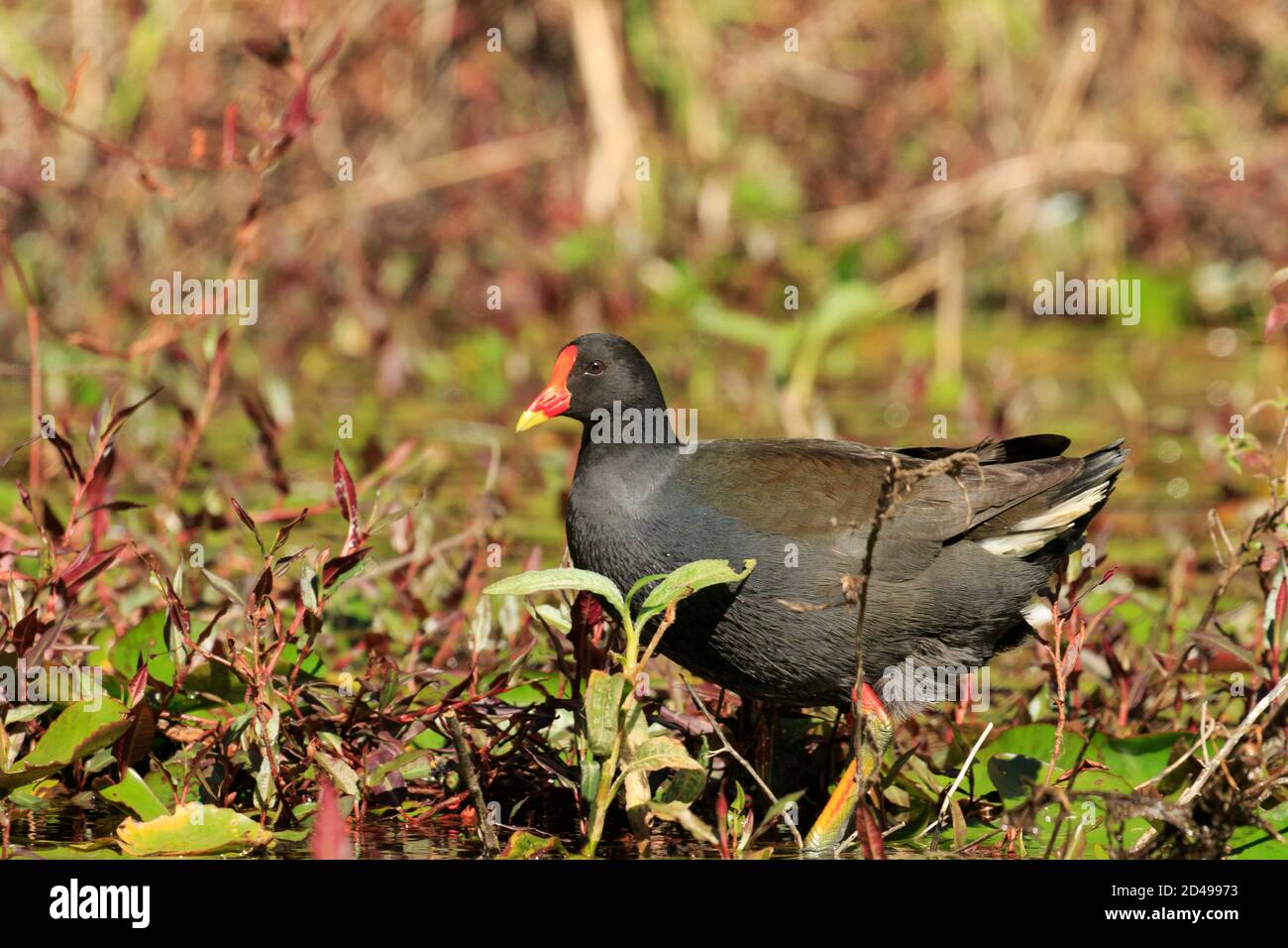 Brisbane, Queensland, Australia. 9th Aug, 2020. Dusky Moorhen ...