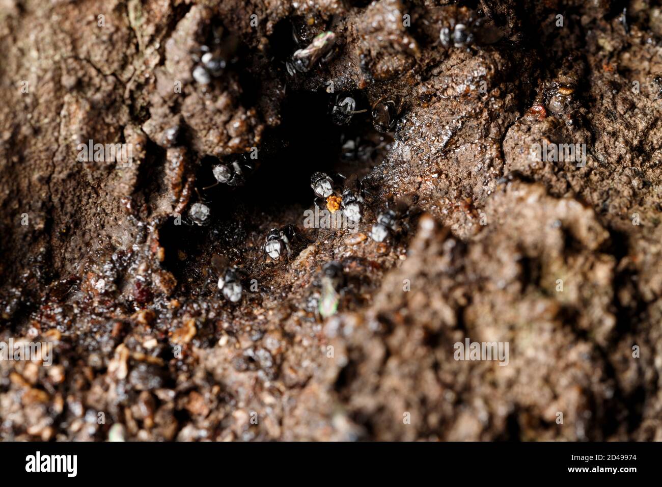 Stingless Bees (Meliponini) seen at their hive in open forest Stock ...