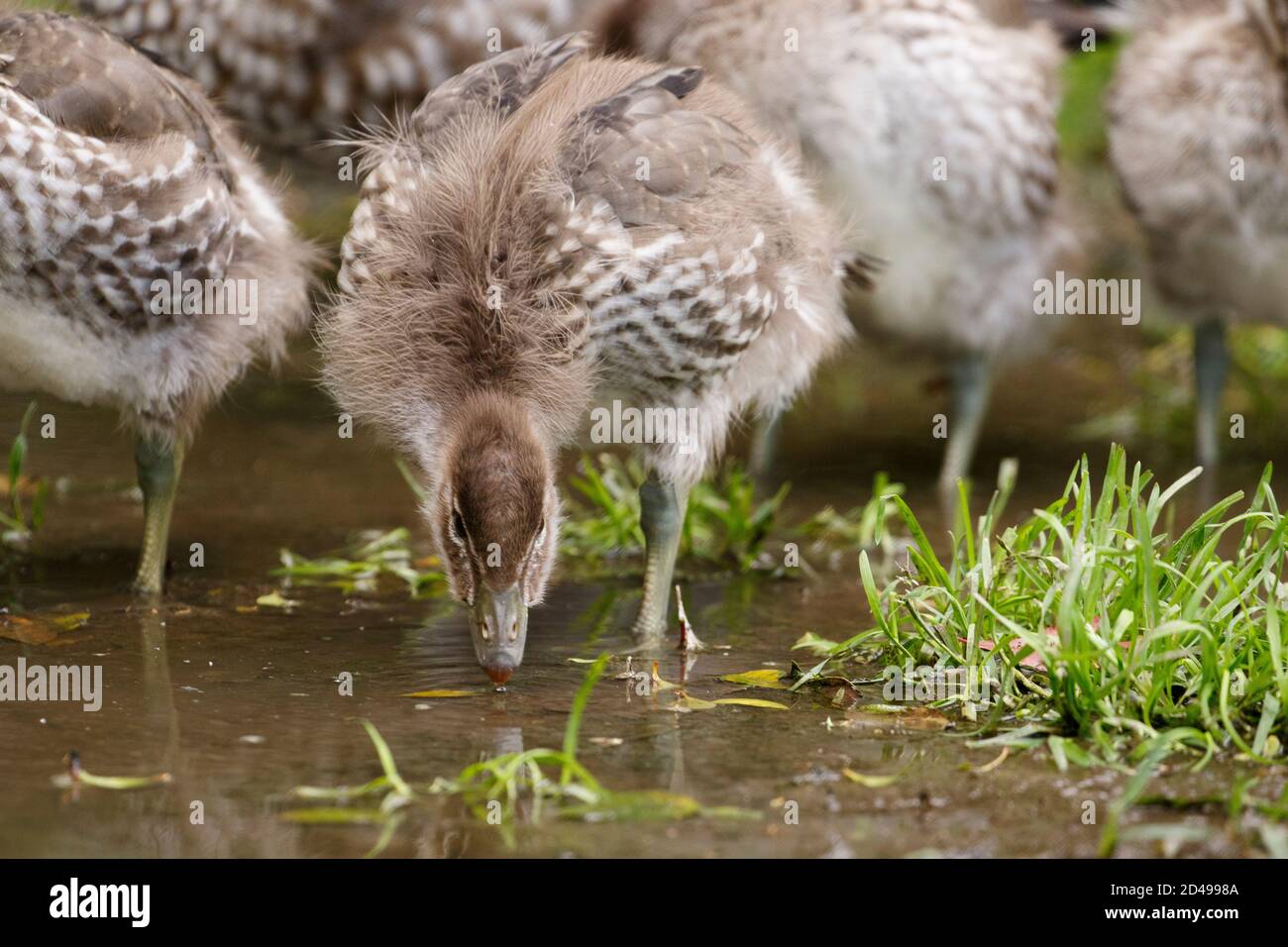 Australian Wood Duck (Chenonetta jubata) drinking from a puddle Stock ...