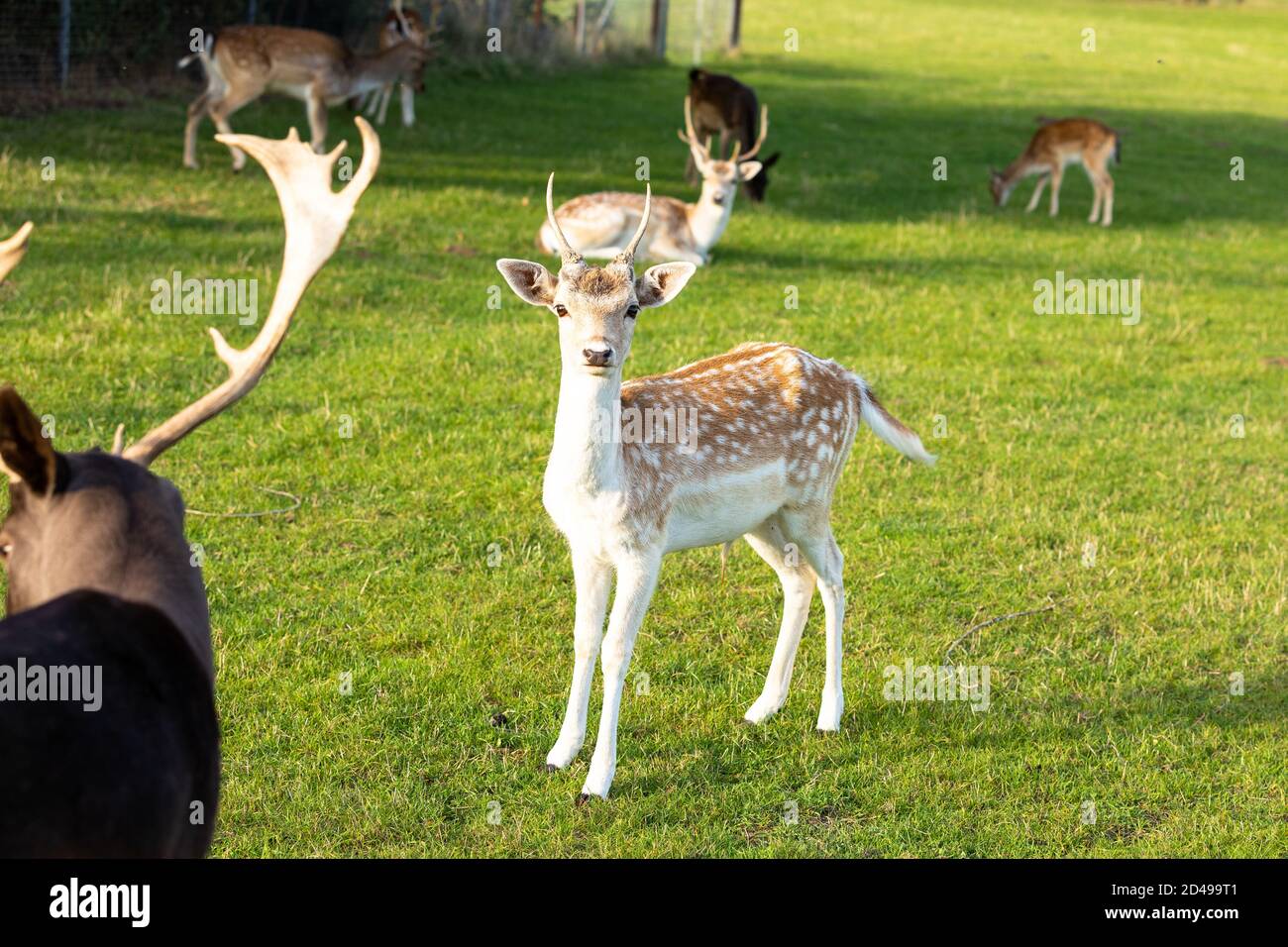 Deer playing hi-res stock photography and images - Alamy