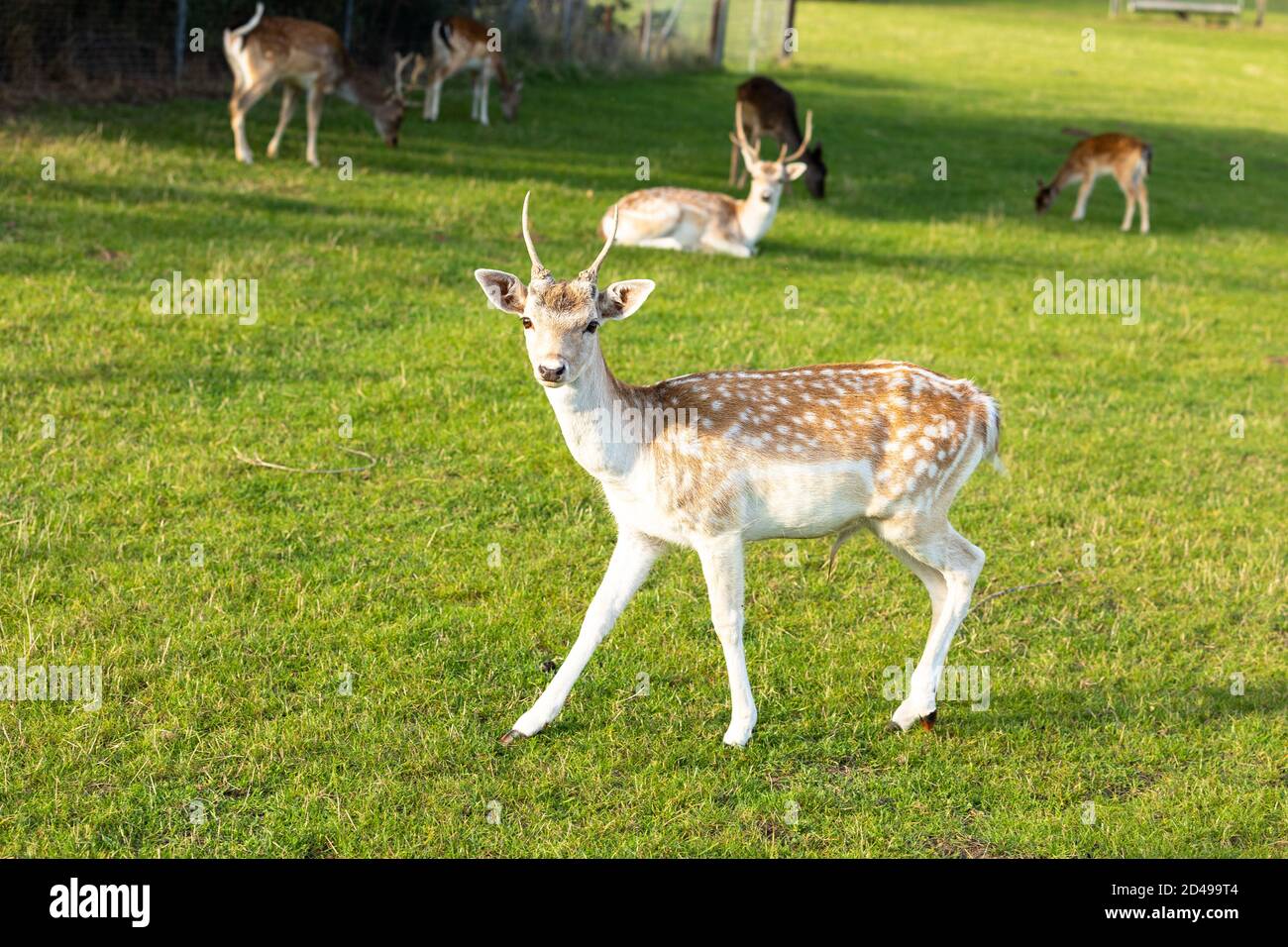 Deer playing hi-res stock photography and images - Alamy