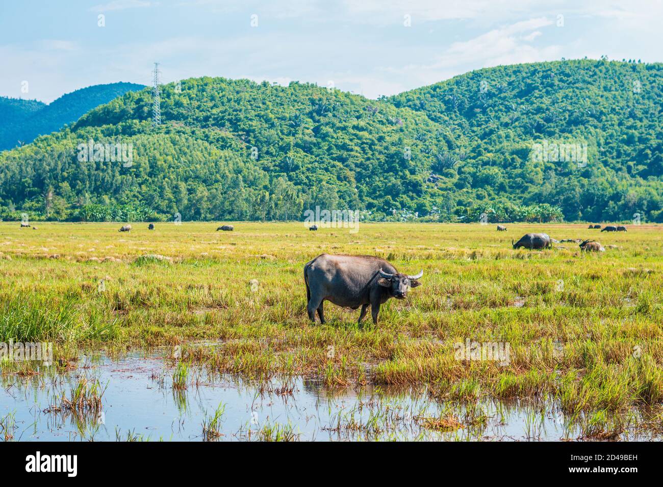 Water Buffalo Standing graze yellow grass field meadow sun, forested ...