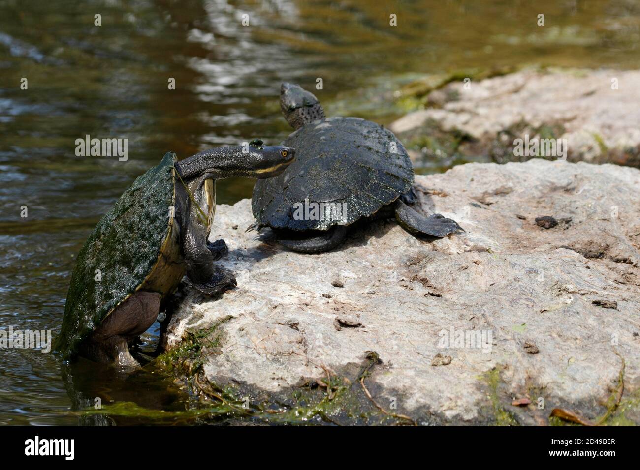 Macquarie river turtle hi-res stock photography and images - Alamy