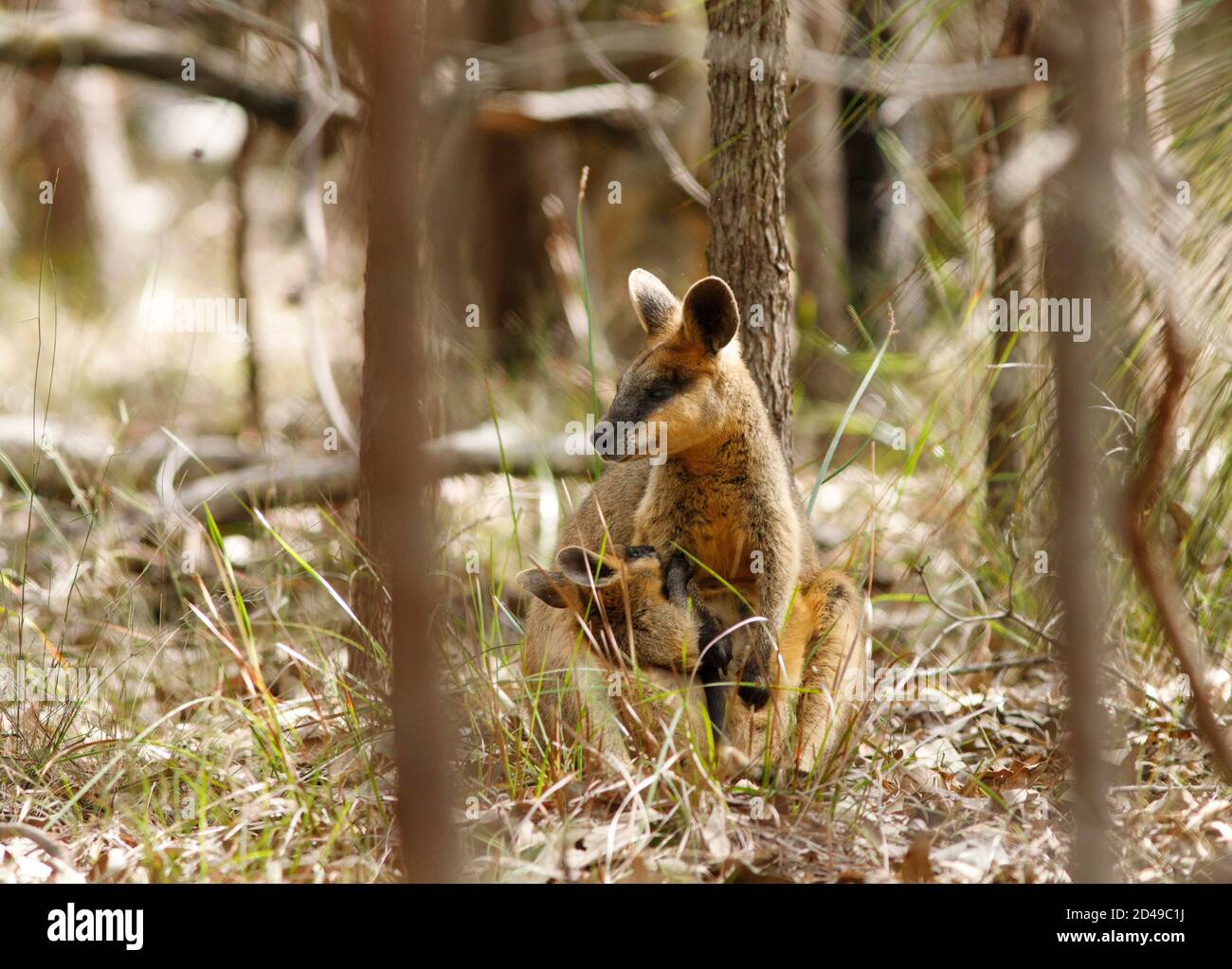 Brisbane, Queensland, Australia. 1st Aug, 2019. Swamp Wallaby (Wallabia ...