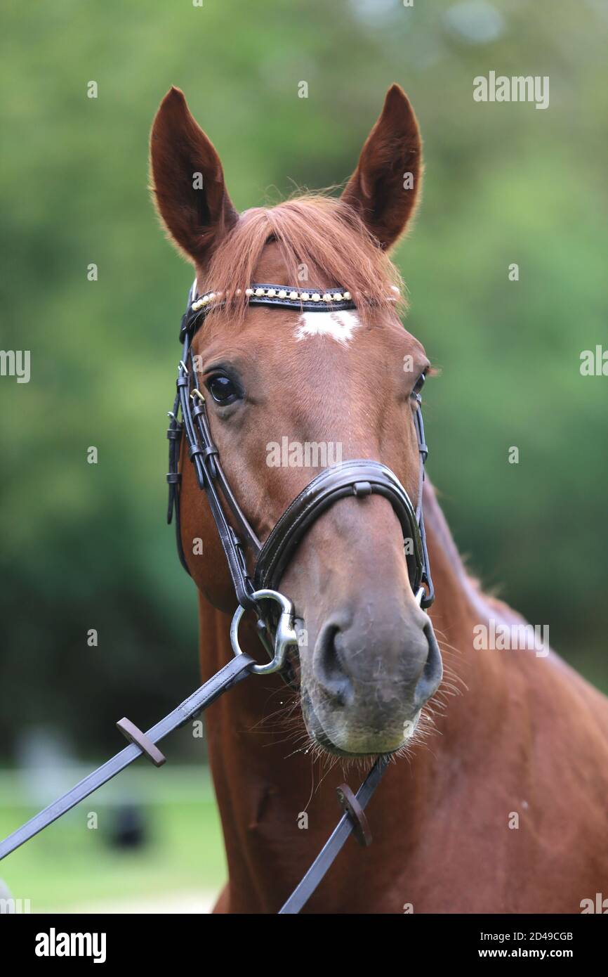 Beautiful face of a purebred horse. Portrait of beautiful stallion. A ...