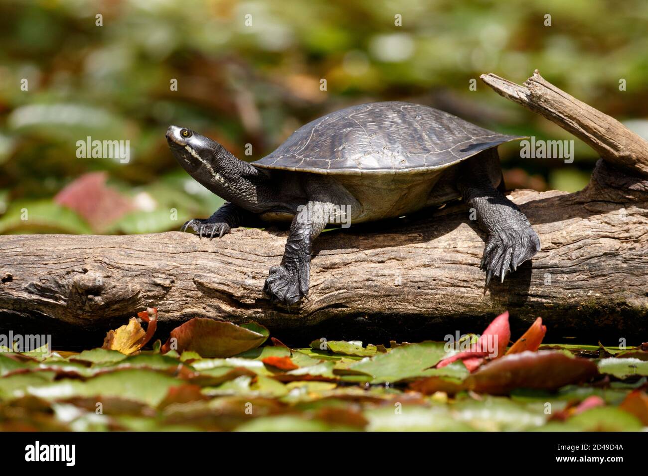 Macquarie river turtle hi-res stock photography and images - Alamy