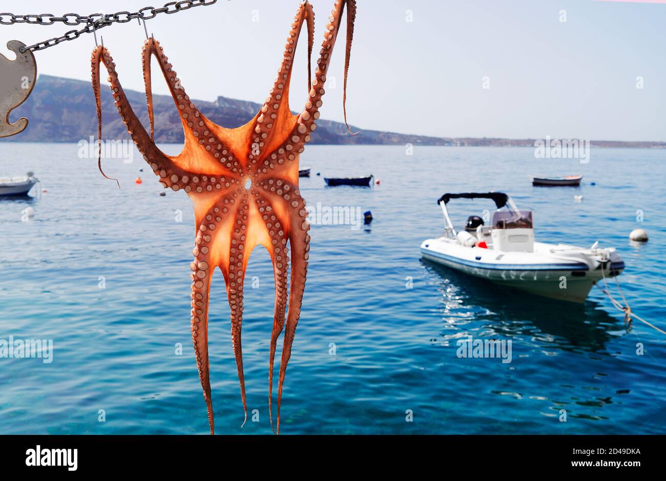 sun dried octopus Stock Photo - Alamy