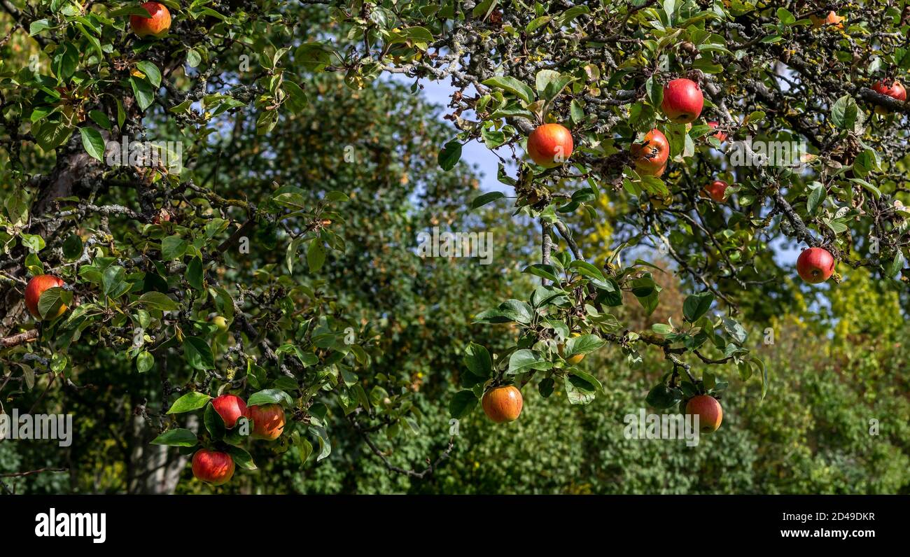 Harvest time. Apple trees Stock Photo - Alamy