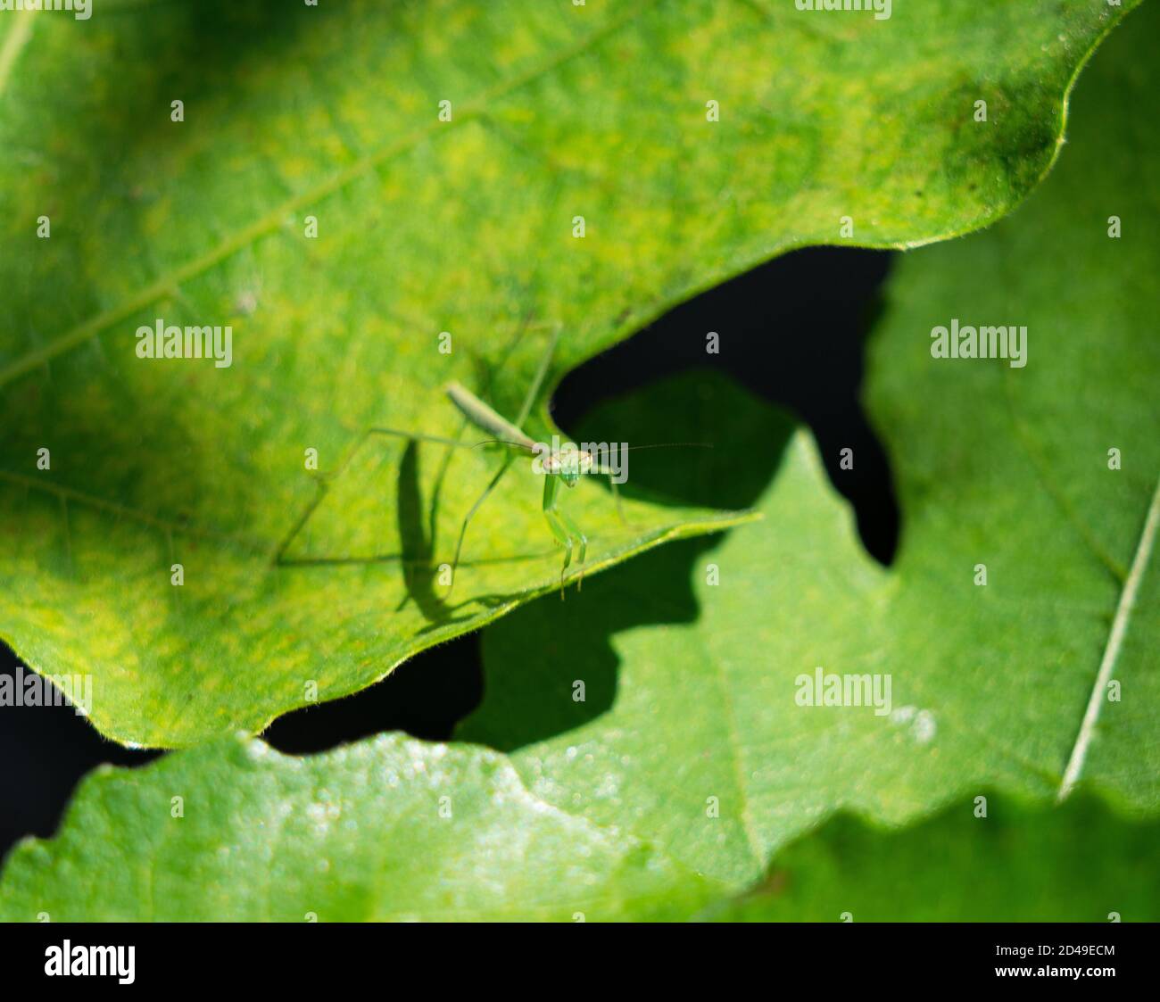 Japanese mantis hi-res stock photography and images - Alamy
