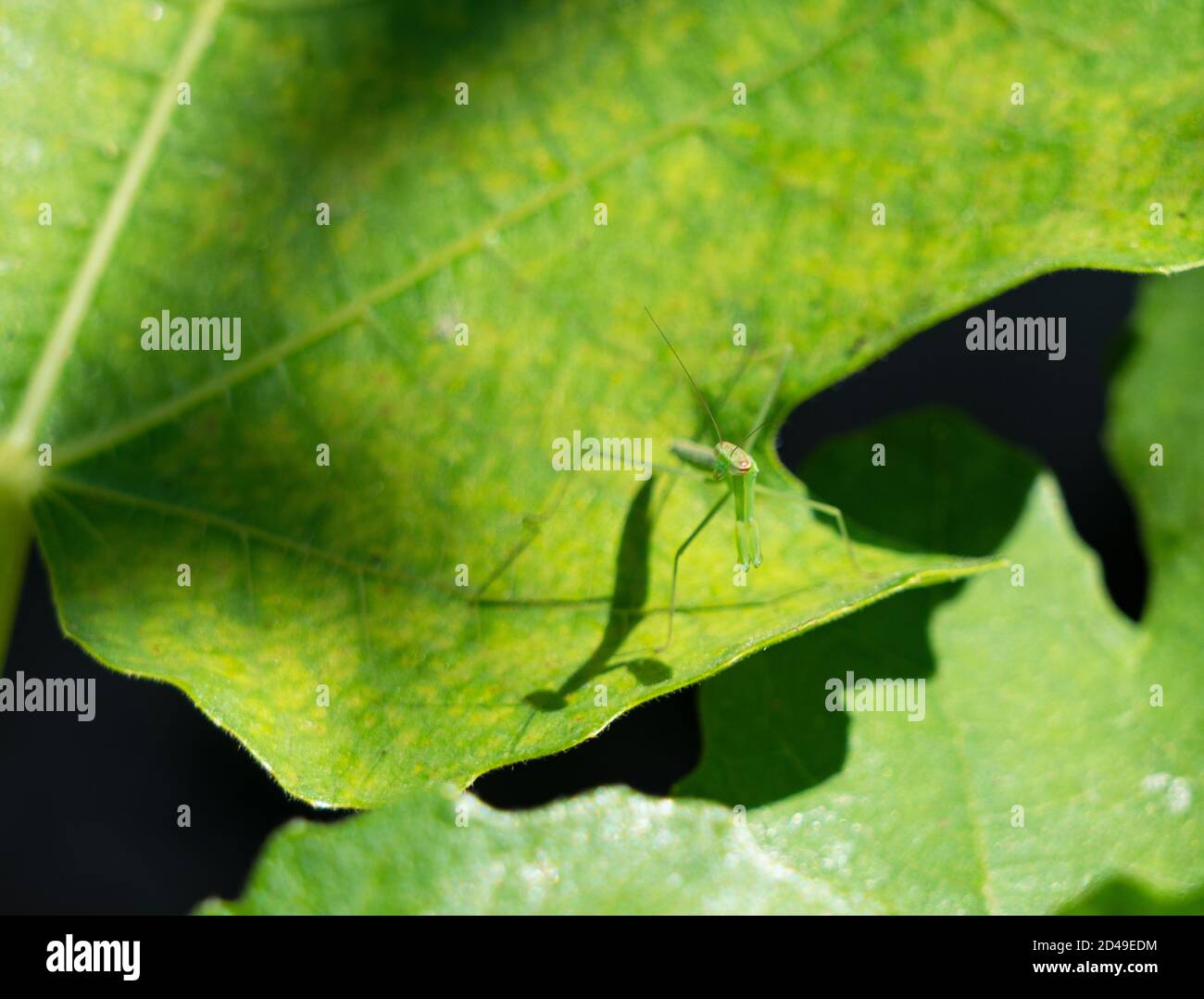 A small Japanese mantis on a leaf Stock Photo - Alamy