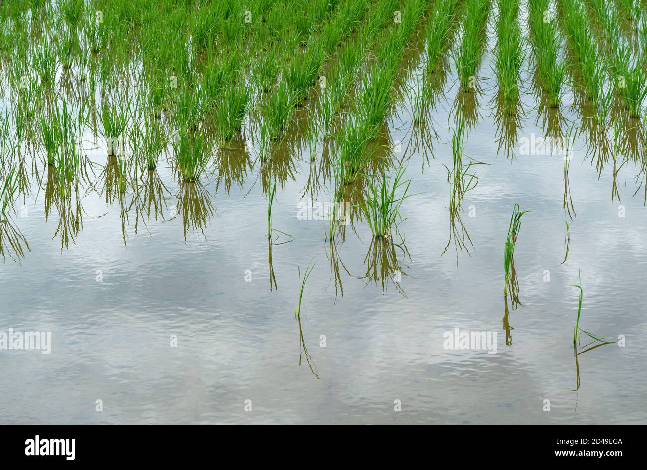 Shallow water rice farming hi-res stock photography and images - Alamy