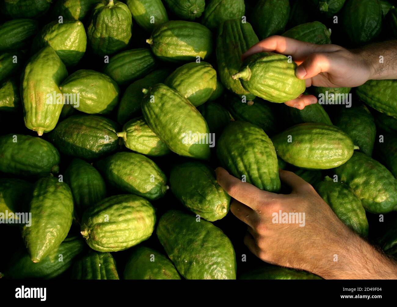 Cedro calabria hi-res stock photography and images - Alamy