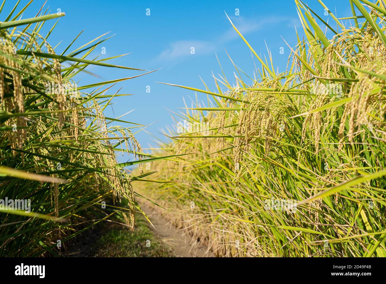 Ears of rice and blue sky. Close-up of the rice ears Stock Photo - Alamy