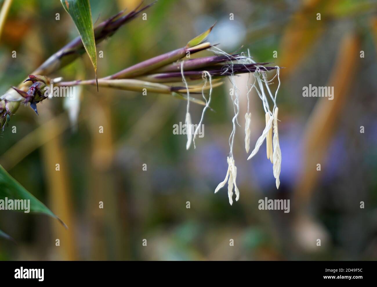 A close up of a rare bamboo flower Stock Photo - Alamy