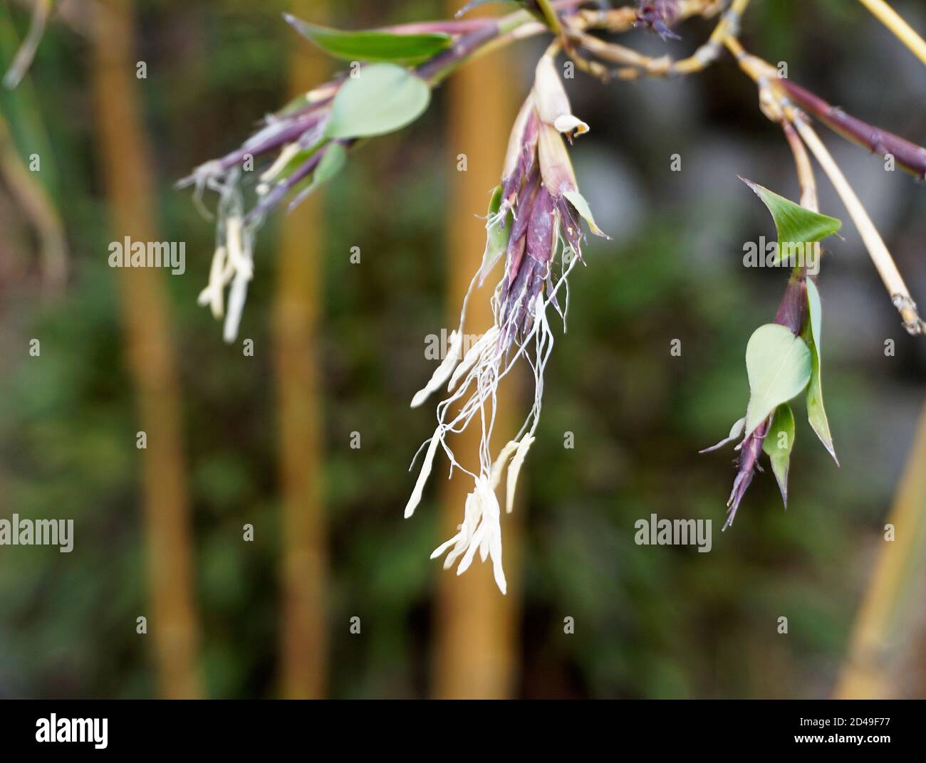 A close up of a rare bamboo flower Stock Photo - Alamy